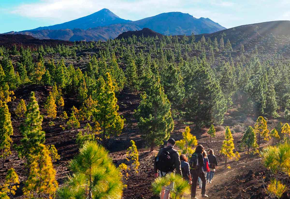 Tenerife Trips, Online Excursions. Daily Offers & Discounts.