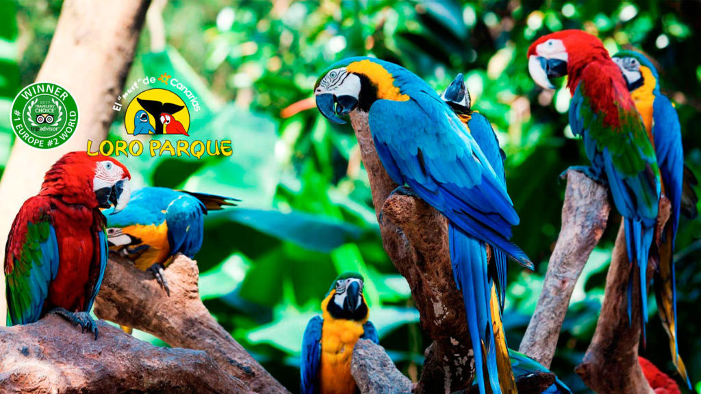 Loro Parque, online booking for the best zoo in the world