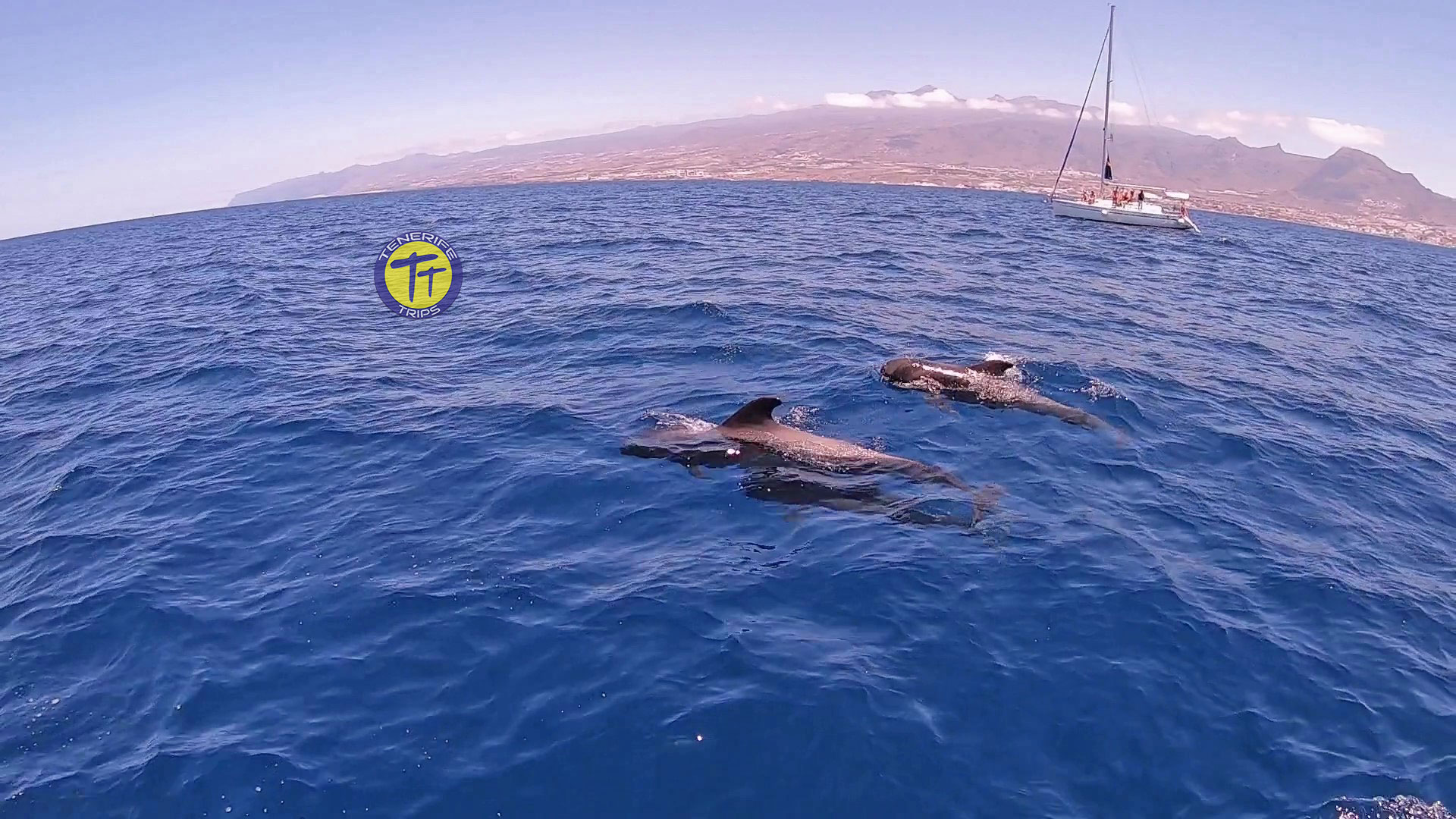 Whales in Tenerife, daily offers for boat trips; online booking.